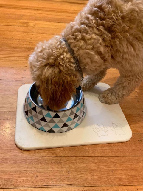 Stone Pet Water bowl & Kitchen dish drip mat | Drysorb